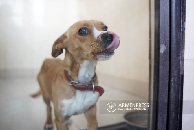 Yerevan authorities plan to open animal shelter for stray dogs ...