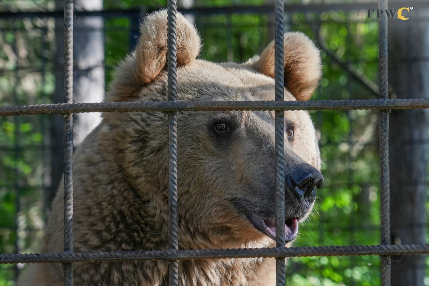 11-ամյա գորշ արջը Հանքավանի հյուրանոցից տեղափոխվել է FPWC-ի փրկարար ...